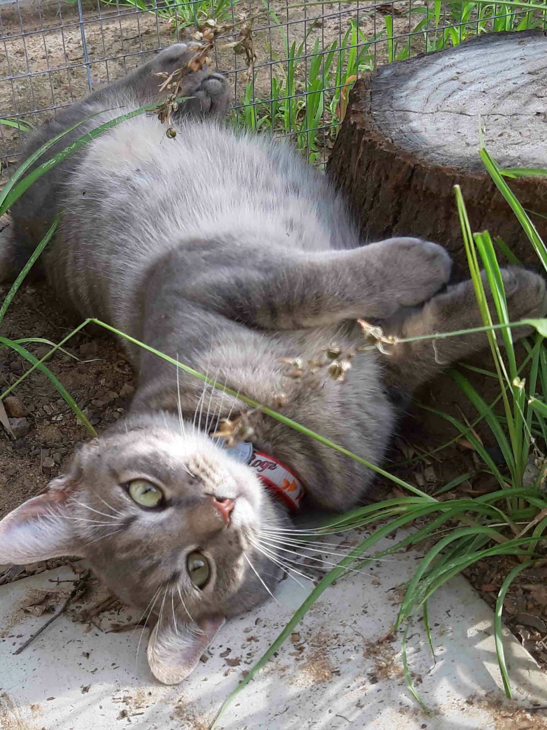 Fourways Kitty Hotel | Exclusive Boarding Cattery and Cat Hotel