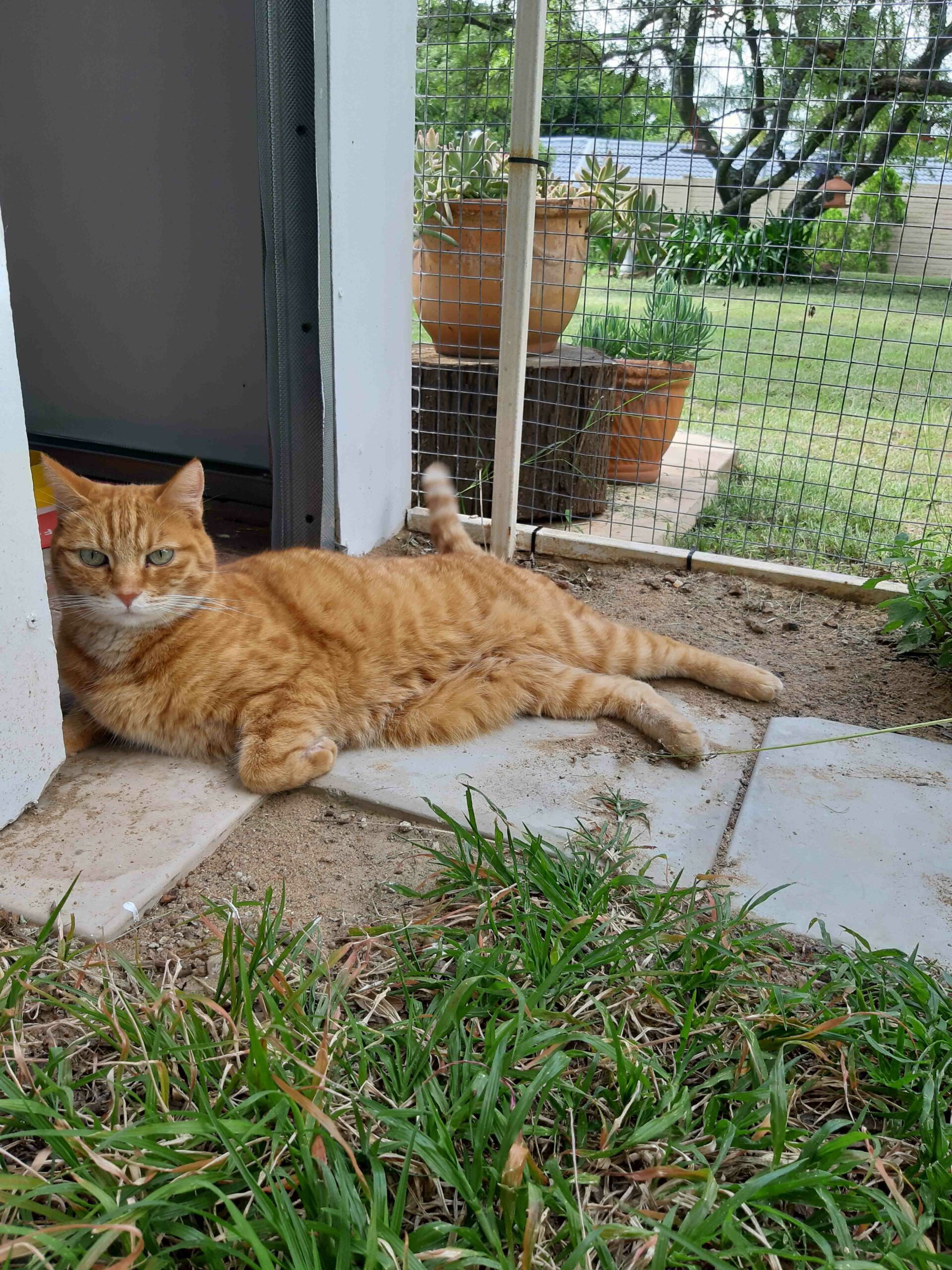 Fourways Kitty Hotel | Exclusive Boarding Cattery and Cat Hotel