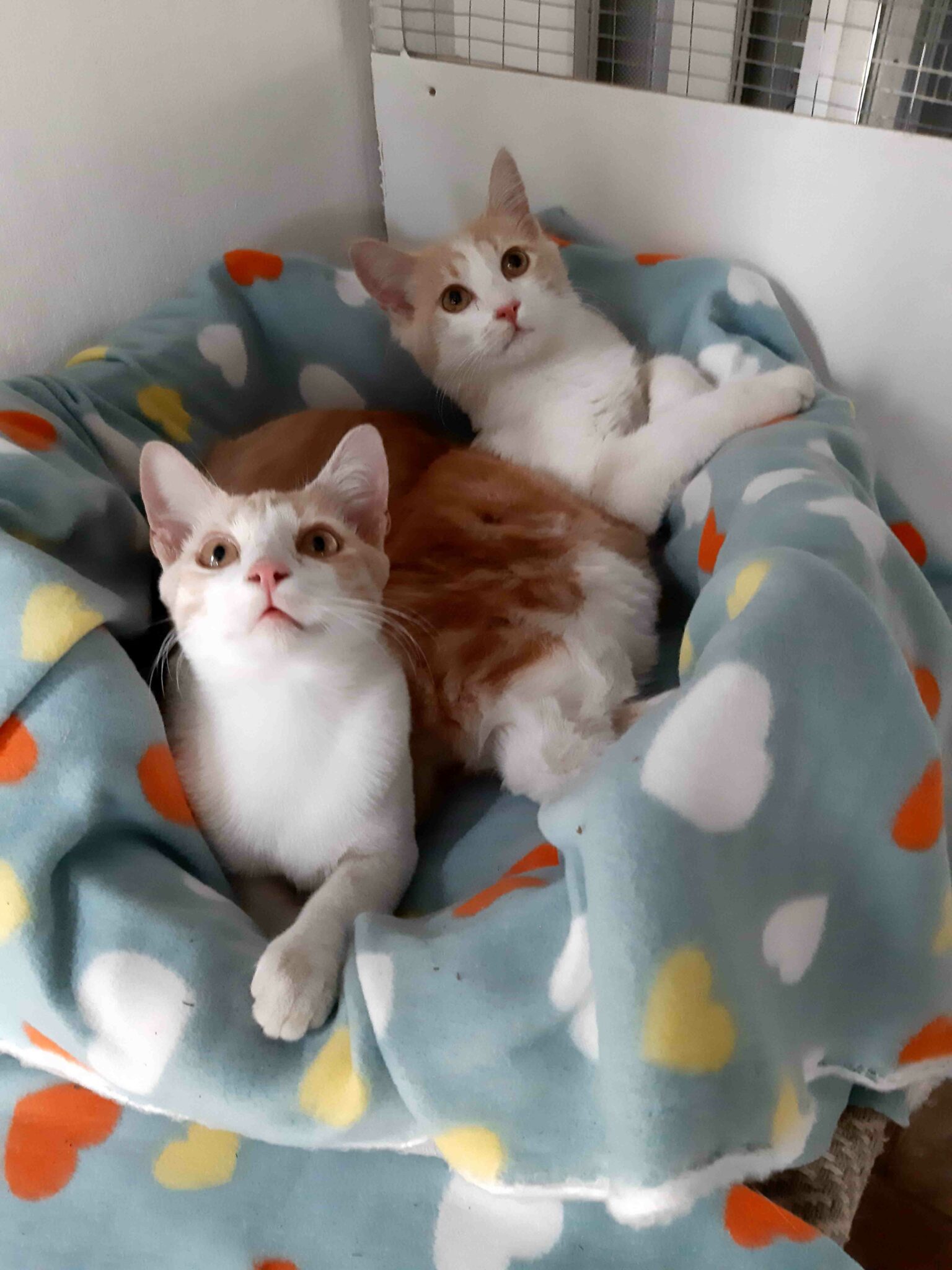 Fourways Kitty Hotel | Exclusive Boarding Cattery and Cat Hotel