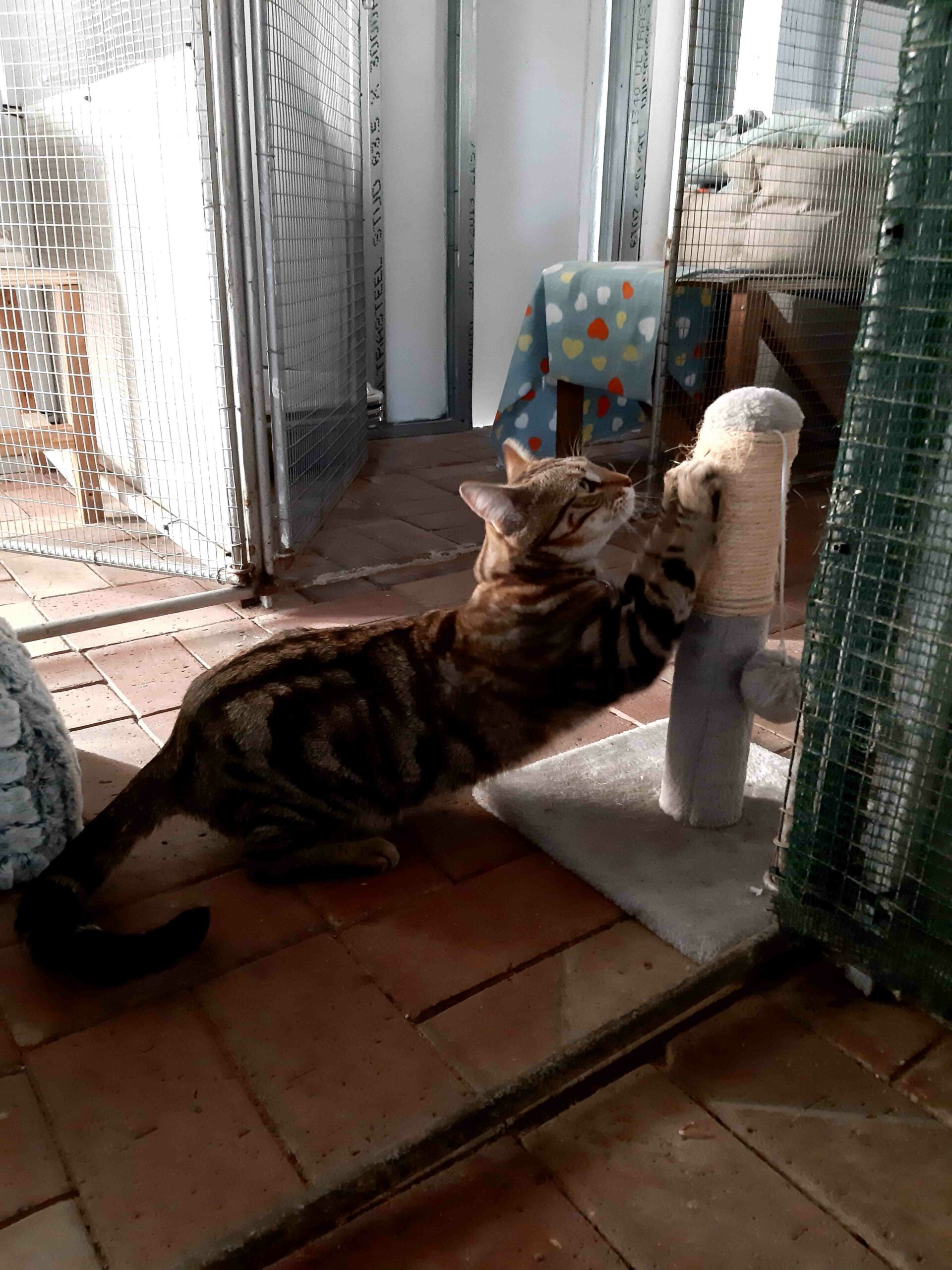 Fourways Kitty Hotel | Exclusive Boarding Cattery and Cat Hotel