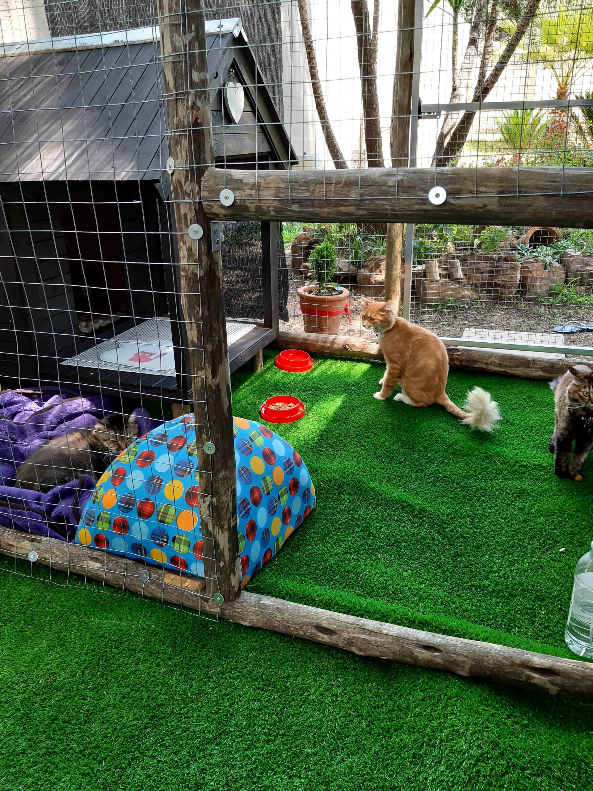 Fourways Kitty Hotel | Exclusive Boarding Cattery and Cat Hotel
