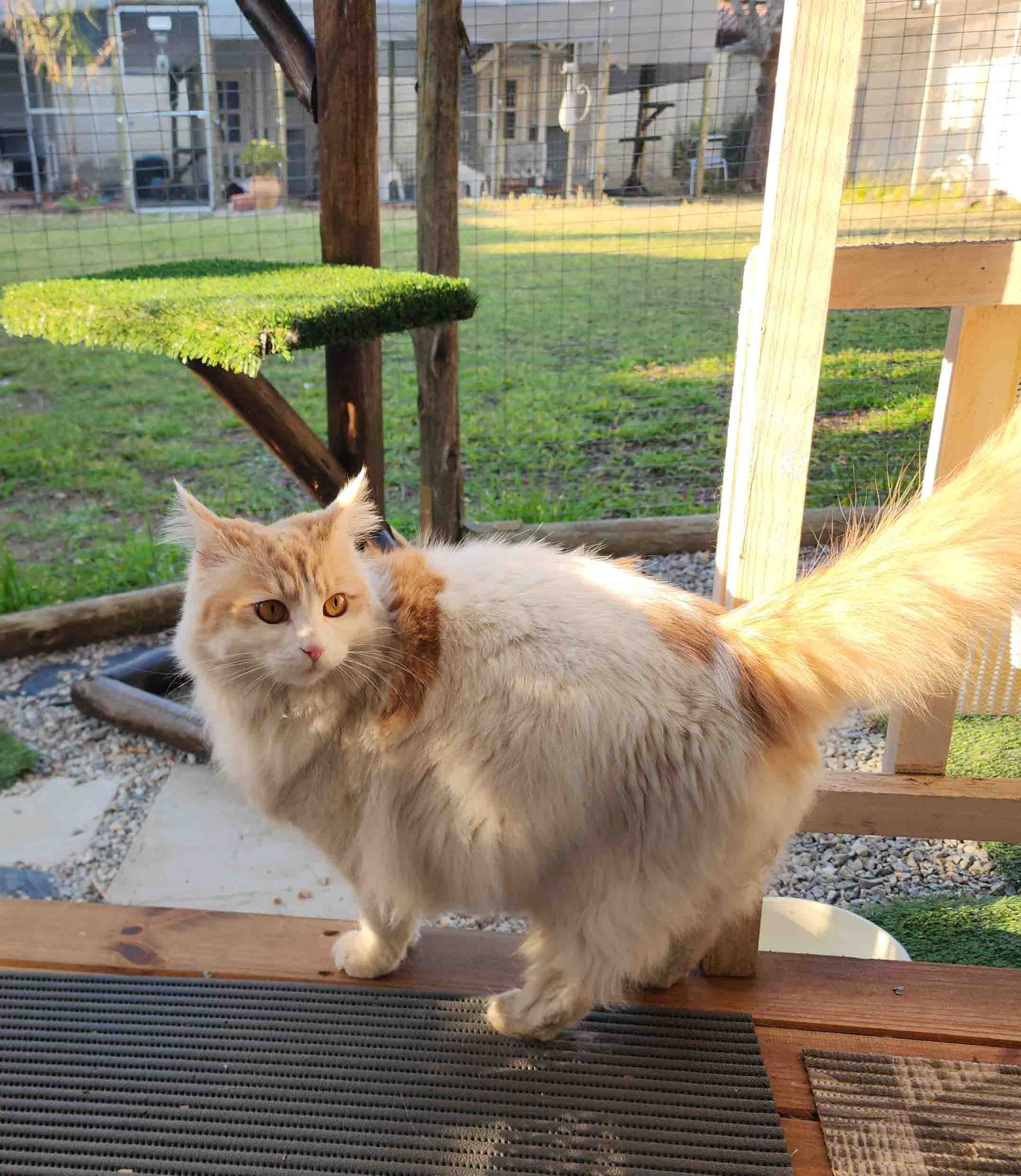 Fourways Kitty Hotel | Exclusive Boarding Cattery and Cat Hotel