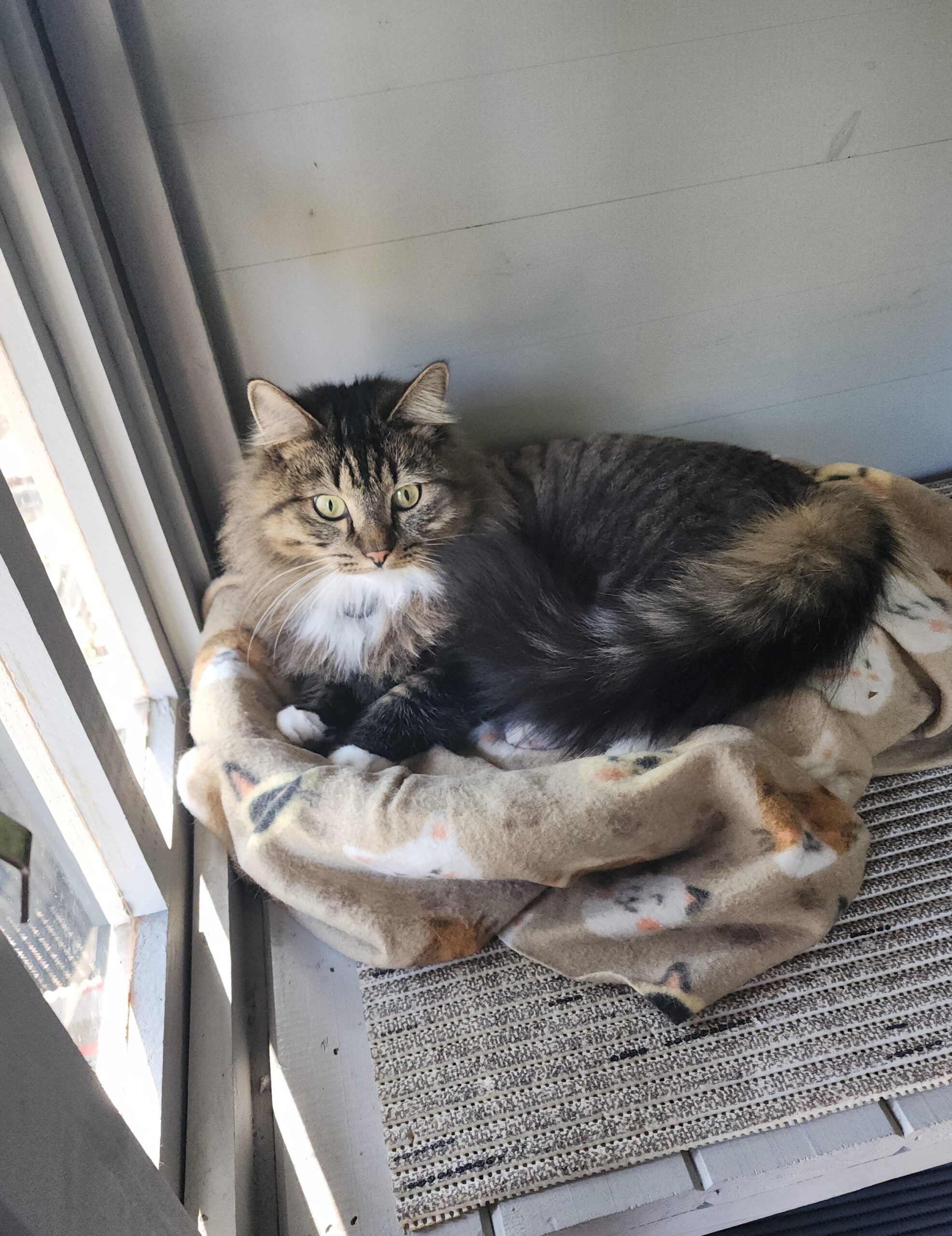 Fourways Kitty Hotel | Exclusive Boarding Cattery and Cat Hotel